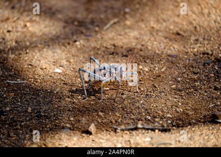 Armoured ground cricket / armored bush cricket (Acanthoplus discoidalis ...
