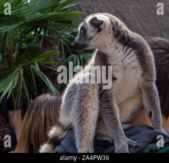 Ring Tailed Lemurs on a Roof Stock Photo - Alamy