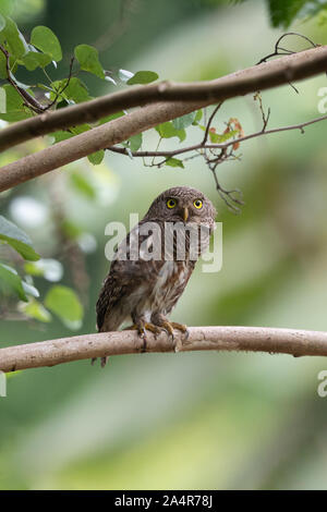 Asian barred owlet is a species of true owl, resident in northern parts ...