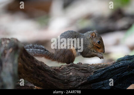 The Asian red-cheeked Squirrel (Dremomys rufigenis) is a species of ...