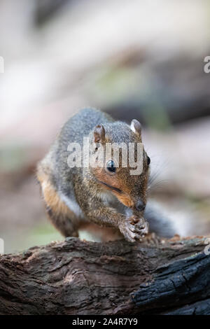 Asian red-cheeked Squirrel (Dremomys rufigenis) in Da lat, Vietnam ...