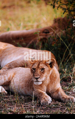 African Lions during safari game drive in Kruger National park South ...