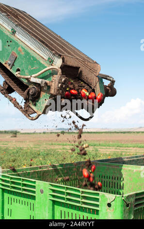 Machine with transport line for picking tomatoes on the field. Tractor ...