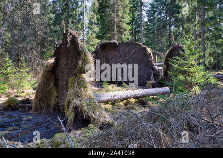 Uprooted trees in forest, Bjorno Nature Reserve (Bjorno Naturreservat ...