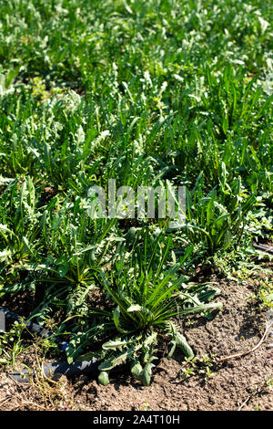 Chicory plantation. Agriculture industrial farm with chicory Stock ...