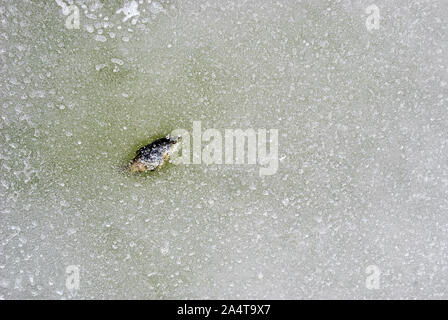 Dead frozen fish in melting ice of the pond, bubbles water texture ...