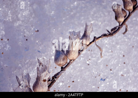 Black henbane (Hyoscyamus niger), seeds Stock Photo - Alamy