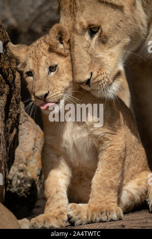 Close-up of cub sitting nuzzled by lioness Stock Photo - Alamy