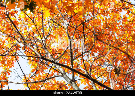 bottom view of lush orange foliage of Red Oak tree on sunny autumn day ...