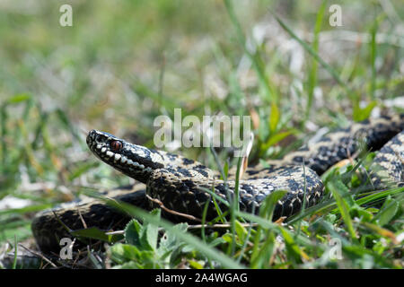 Adder Snake, Vipera berus, Samphire Hoe, Dover, KENT UK, curled up ...