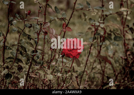 beautiful uncut red roses on their own plant in a garden, with great ...