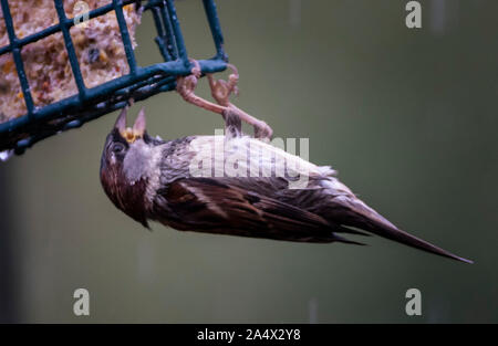 Wild sparrow around a feeder hanging from a tree Stock Photo - Alamy