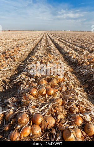 Closeup of fresh onion in farmland field Stock Photo - Alamy