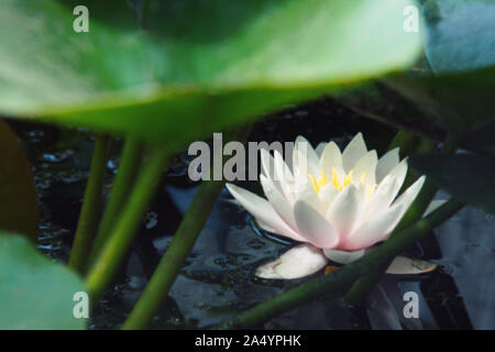 The beautiful white lotus flower or water lily reflection with the ...
