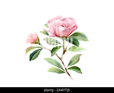 Camelia green leaves floral botanical flower. Wild spring leaf ...