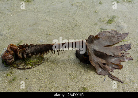 A piece of furbelow seaweed (Saccorhiza polyschides) washed up on the ...