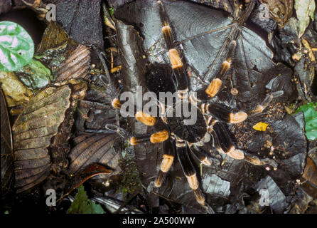 Scary tarantula spider on floor in room Stock Photo - Alamy