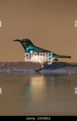 White-bellied Sunbird (Cinnyris talatala) male on aloe, Limpopo, South ...