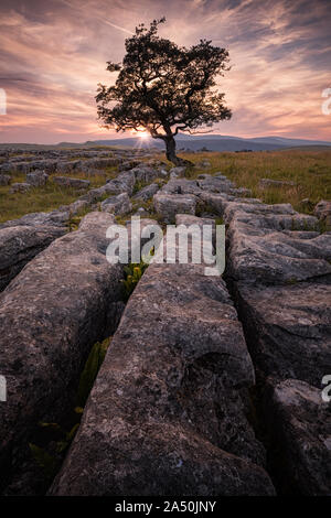 Sunset at the Lone Tree at Winskill Stones National Park, Yorkshire, UK ...