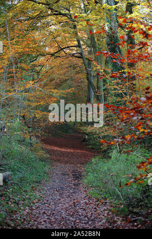 Woodland on Selborne Common, Selborne, Hampshire, England UK Stock ...