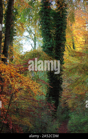 Woodland on Selborne Common, Selborne, Hampshire, England UK Stock ...