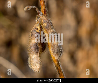 Golden soybean field on a sunny day in summer Stock Photo - Alamy