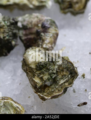 natural fresh organic shell oysters Stock Photo - Alamy
