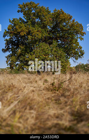 Huge centennial oak tree on a field in the autumn Stock Photo - Alamy