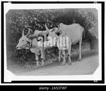 Two yoked oxen Stock Photo - Alamy