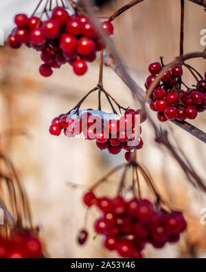 Viburnum In The Snow. Beautiful winter Stock Photo - Alamy