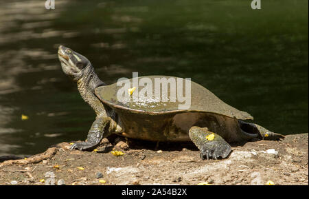 Krefft's River Turtle or Tortoise Emydura krefftii Stock Photo - Alamy