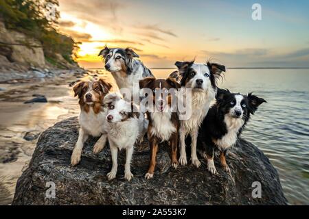 tricolor and red-merle Australian Shepherd Stock Photo - Alamy