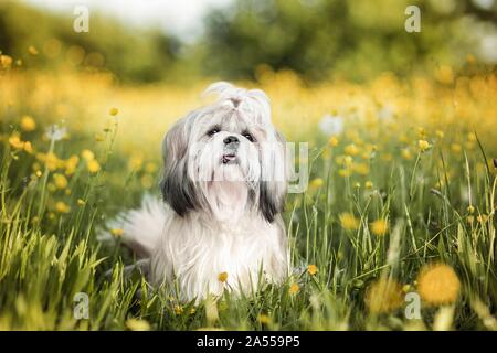 sitting Shih Tzu Stock Photo - Alamy