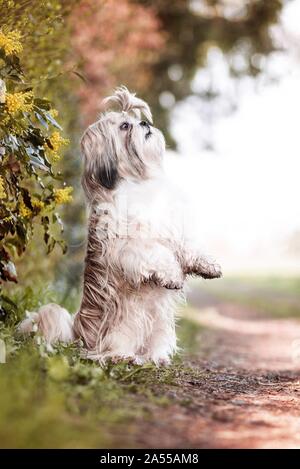 Side View of Shih Tzu Dog's Face Stock Photo - Alamy