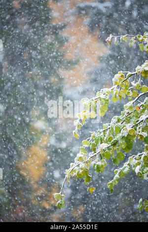 A tree branch and leaves covered with snow during winter Stock Photo ...
