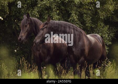 Frisian Horse. Two adults standing on a pasture. Germany Stock Photo ...