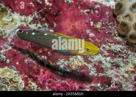 Old Glory Goby, Amblygobius rainfordi, Mangrove Ridge, West Waigeo ...