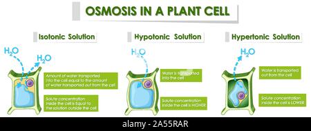 Cell osmosis, cell in isotonic solution, cell in hypertonic solution ...
