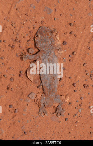 crushed lizard on a red road Stock Photo - Alamy