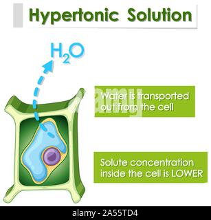 Diagram showing hypertonic solution Stock Vector Image & Art - Alamy