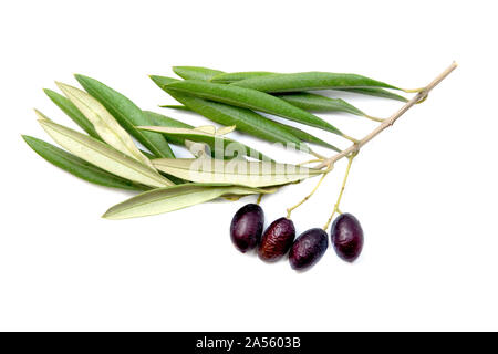 branch, European olive, Olea europaea Stock Photo - Alamy