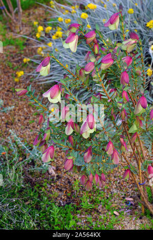 View of a Qualup Bell plant (Pimelea physodes) in Australia Stock Photo ...