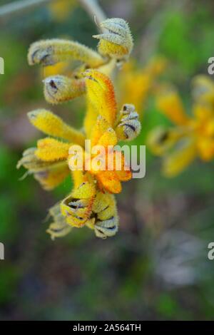 View of a Yellow Kangaroo Paw flower (Anigozanthos pulcherrimus) in ...