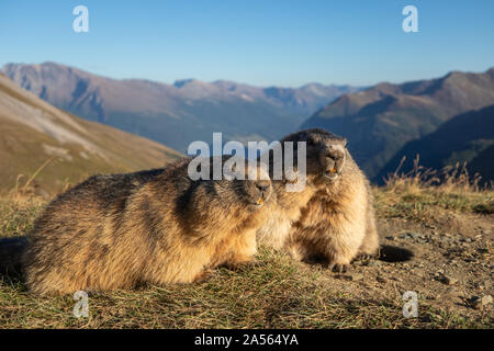 alpine marmot (Marmota marmota), two animals fighting in a mountain meadow, Austria, Hohe Tauern ...