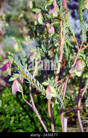 View of a Qualup Bell plant (Pimelea physodes) in Australia Stock Photo ...