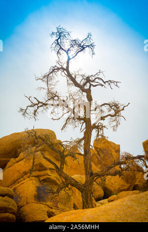 A dry desert landscape with withered trees under a blue sky, Dead camel ...