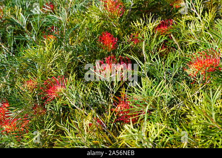 Grevillea, Spider flower, silky oak toothbrush plant Grevillea banksii ...