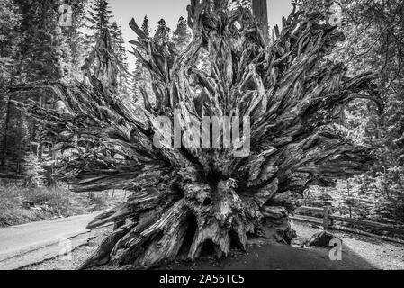 Roots of fallen sequoia, giant redwood tree trunk in forest. Uprooted ...