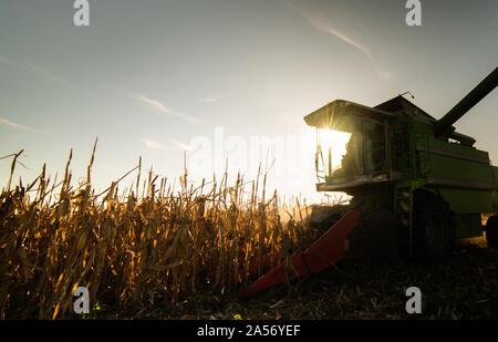 Tractor harvesting in the sunset Stock Photo - Alamy
