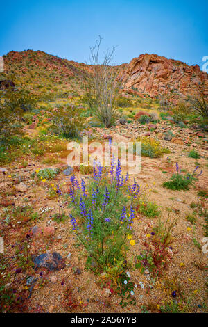 Super bloom Wildflowers, Joshua Tree National Park, California Stock ...